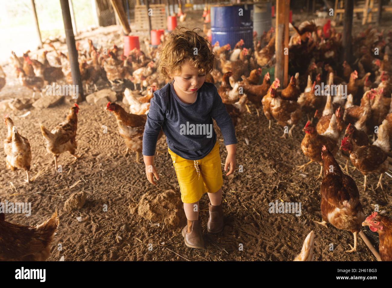 Full length of cute elementary boy walking amidst hens in pen at ...