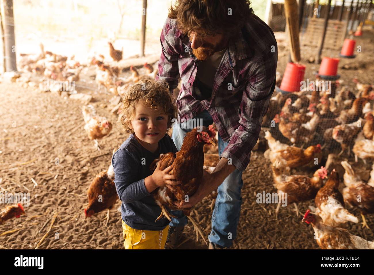 Portrait of cute boy holding hen with father in domestic pen Stock ...