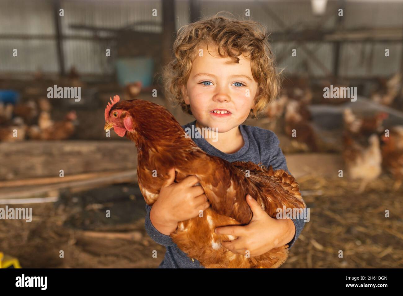 Portrait of cute blond boy holding brown hen in domestic pen at organic ...