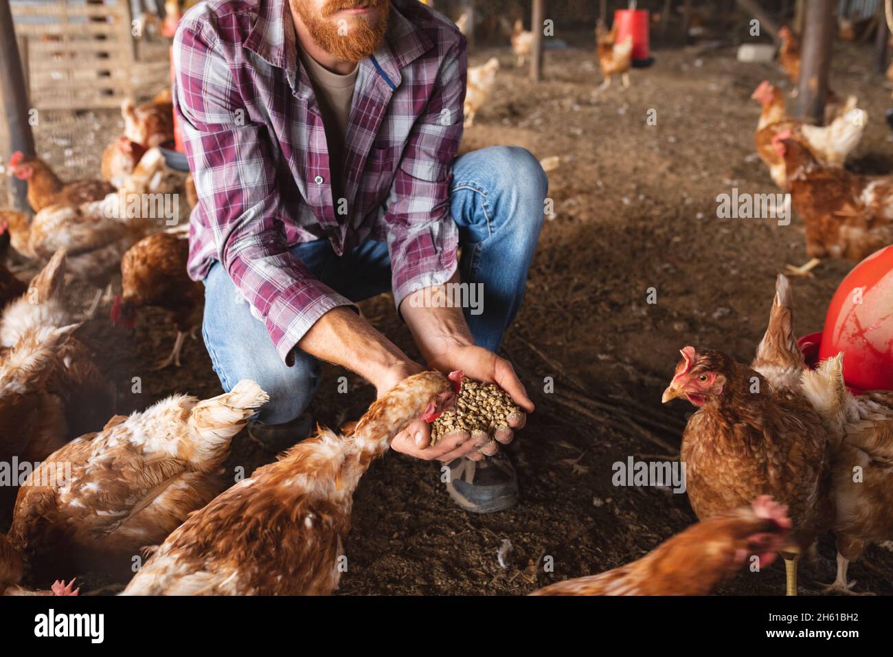 Low section of young male homesteader feeding hens with cupped hands at ...
