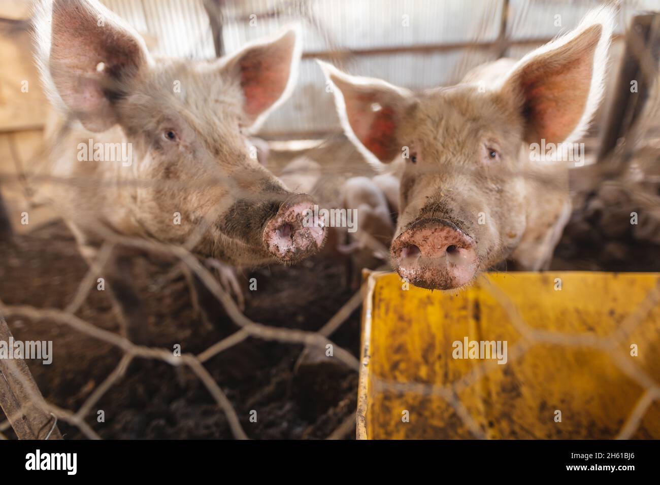 Two pigs hi-res stock photography and images - Alamy