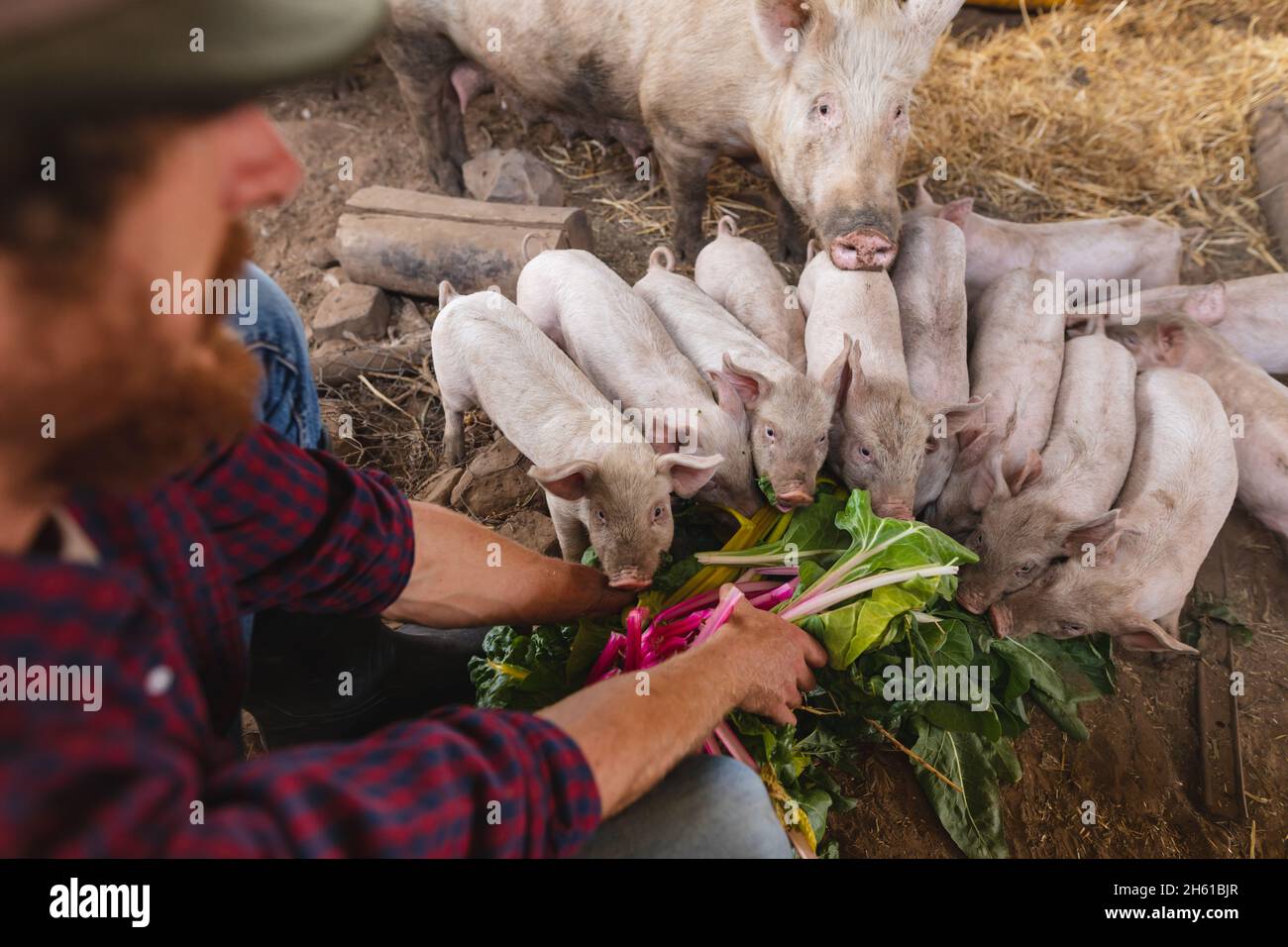 Man crouching while feeding rhubarb leaves to pigs and piglets at pen Stock Photo - Alamy
