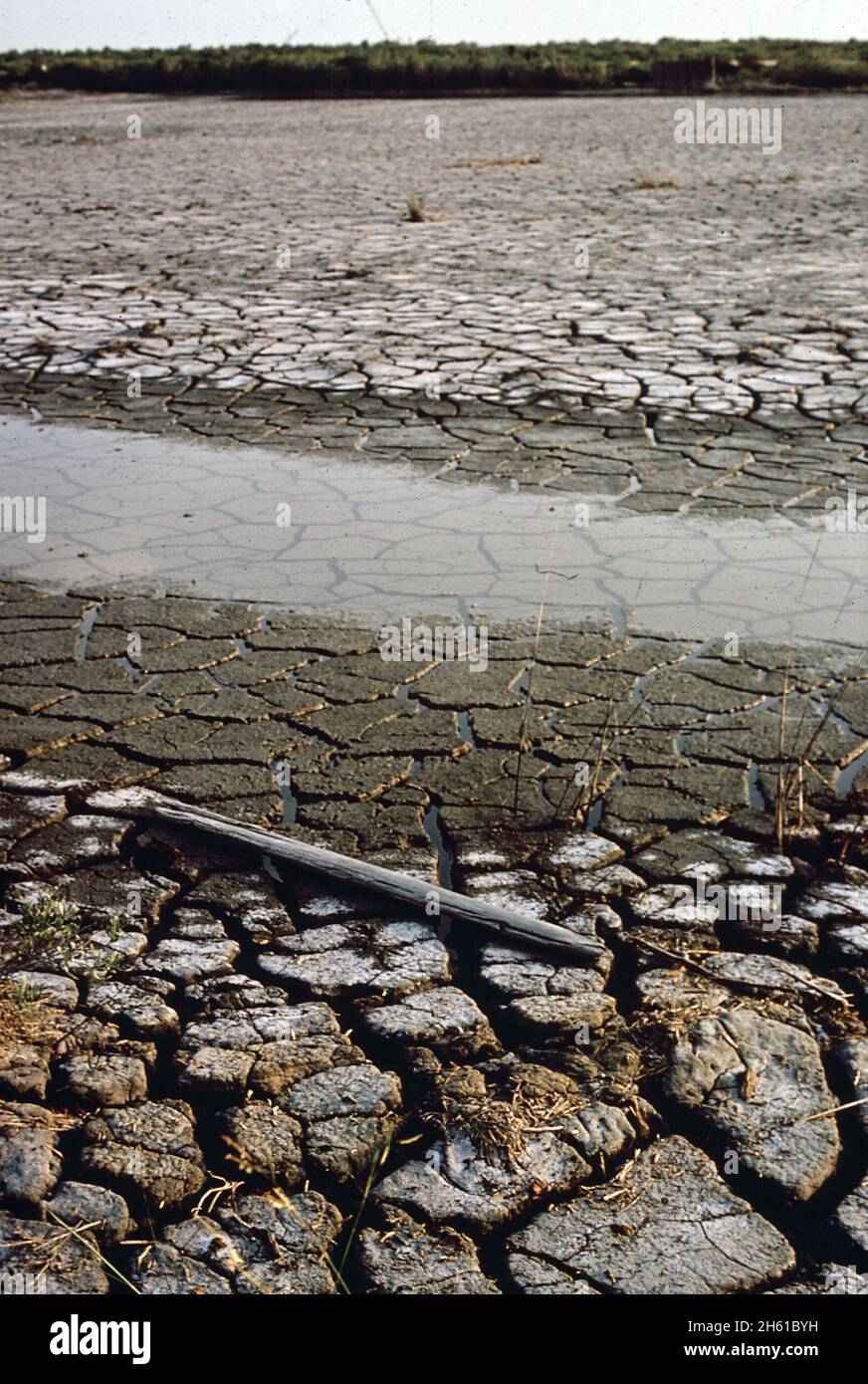 Cracked, dried mud remains after draining of marsh; Grand Isle ca ...