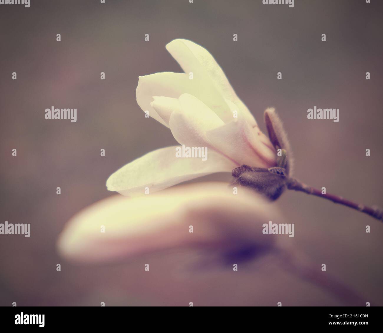 White magnolia flower close hi-res stock photography and images - Alamy