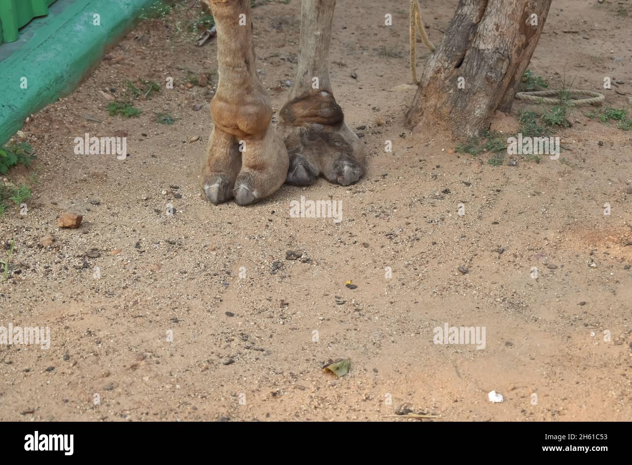 Camel animal toes hi-res stock photography and images - Alamy