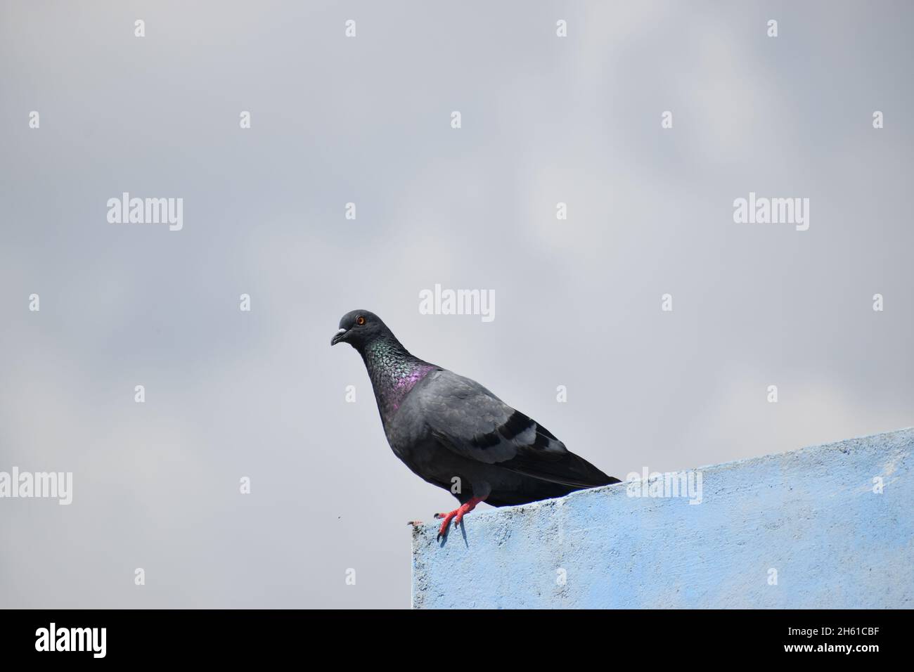 Pigeon with violet neck hi-res stock photography and images - Alamy