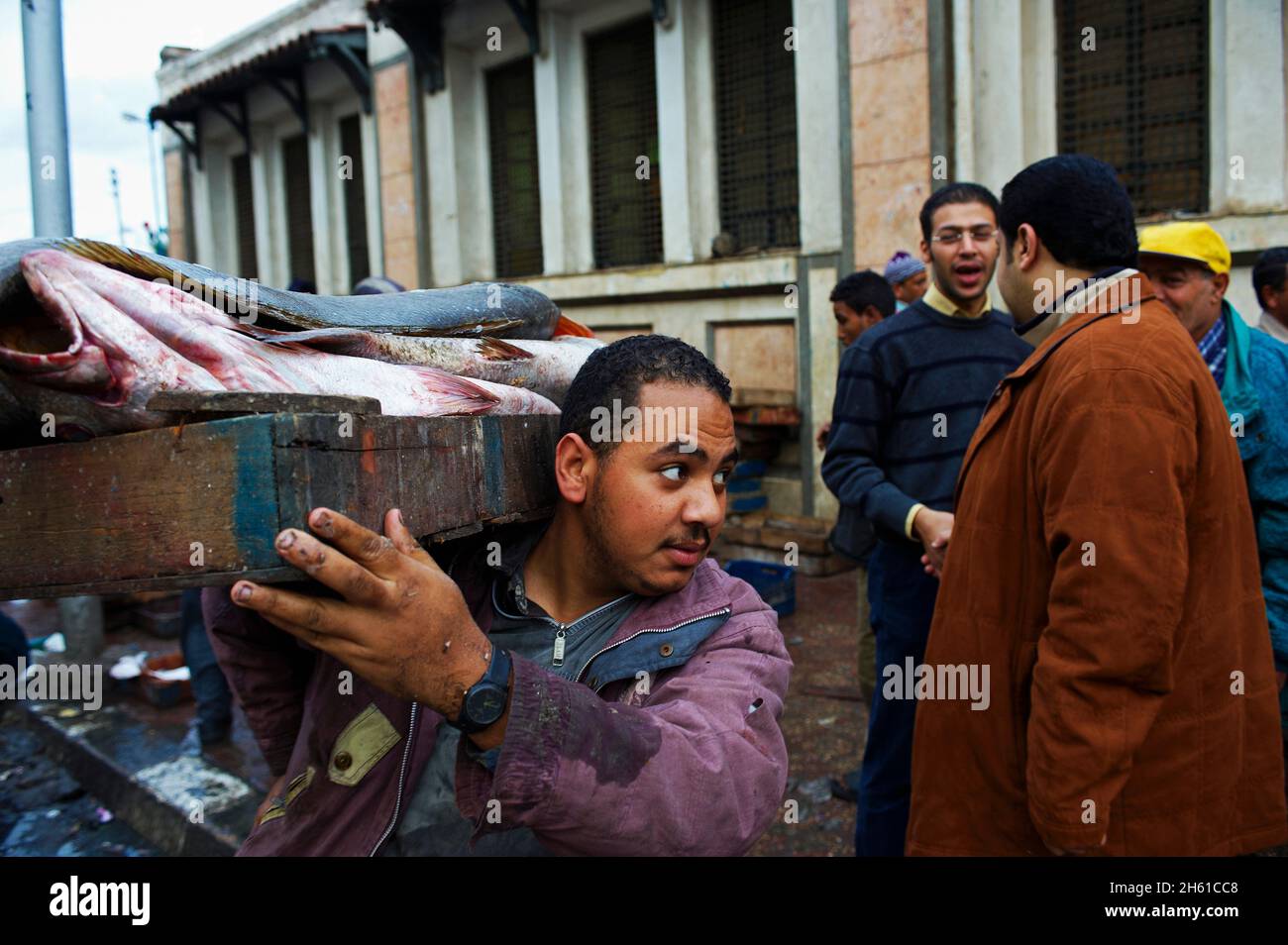 Egypte, la côte méditerranéenne, Alexandrie, le marché aux poissons ...