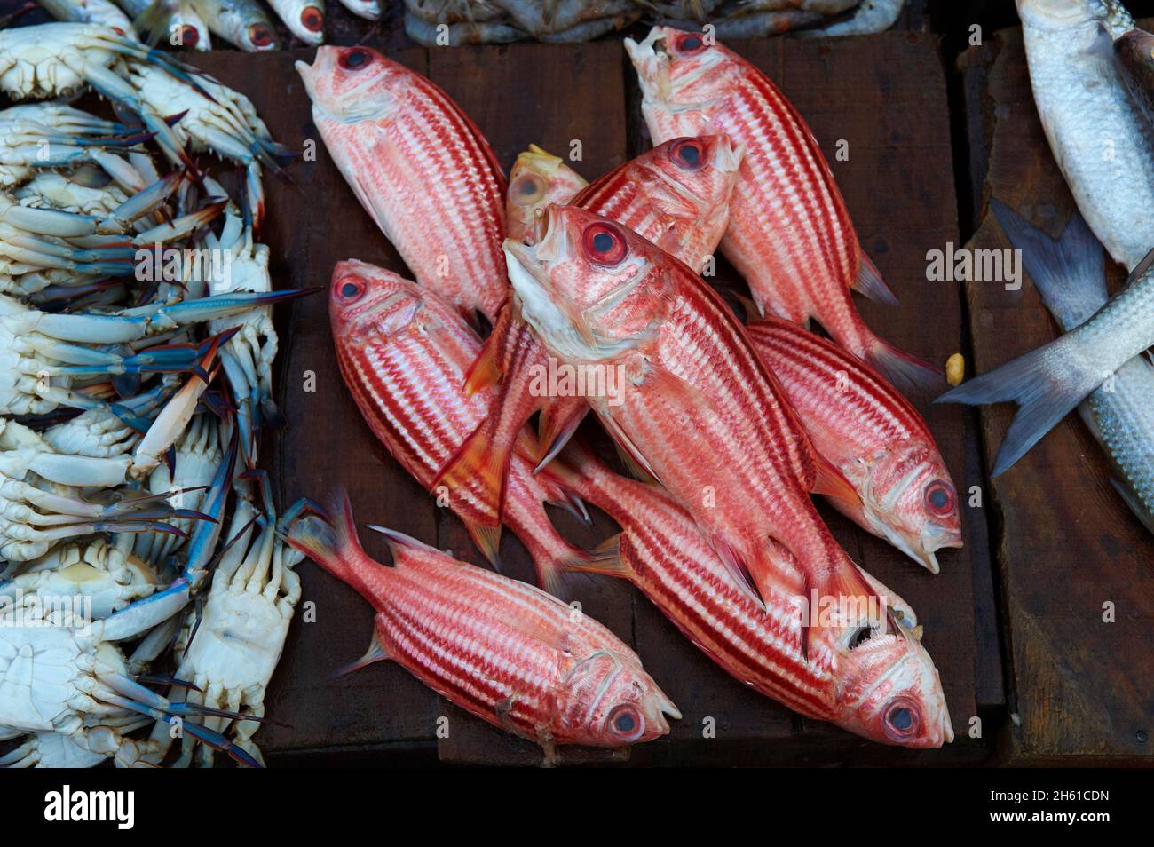 Egypte, la côte méditerranéenne, Alexandrie, le marché aux poissons ...