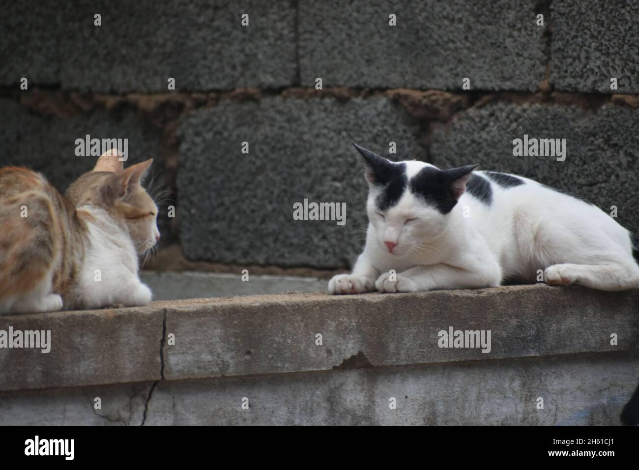 Rogue cats hi-res stock photography and images - Alamy