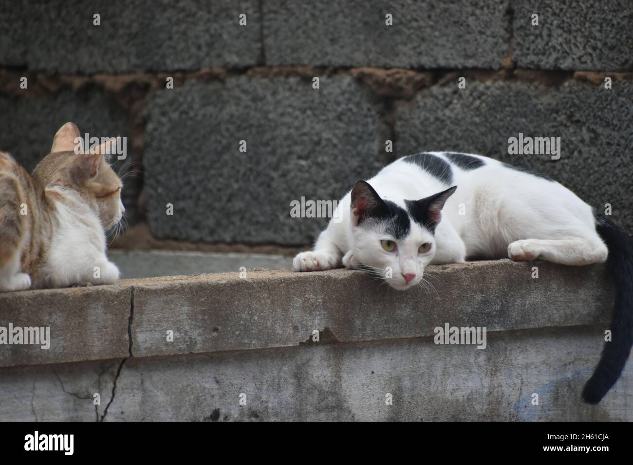 Cute Cats on a Wall Stock Photo - Alamy