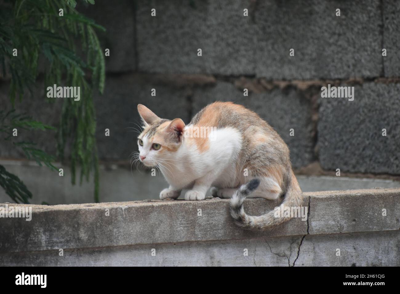Cute Little Cat Yawning / Purring /Sitting Peacefully Stock Photo - Alamy