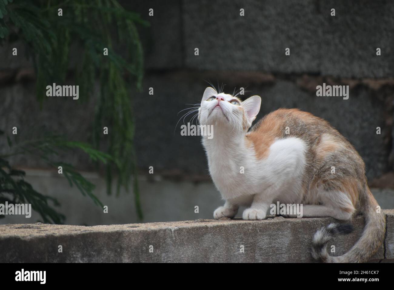 Cute Little Cat Yawning / Purring /Sitting Peacefully Stock Photo - Alamy
