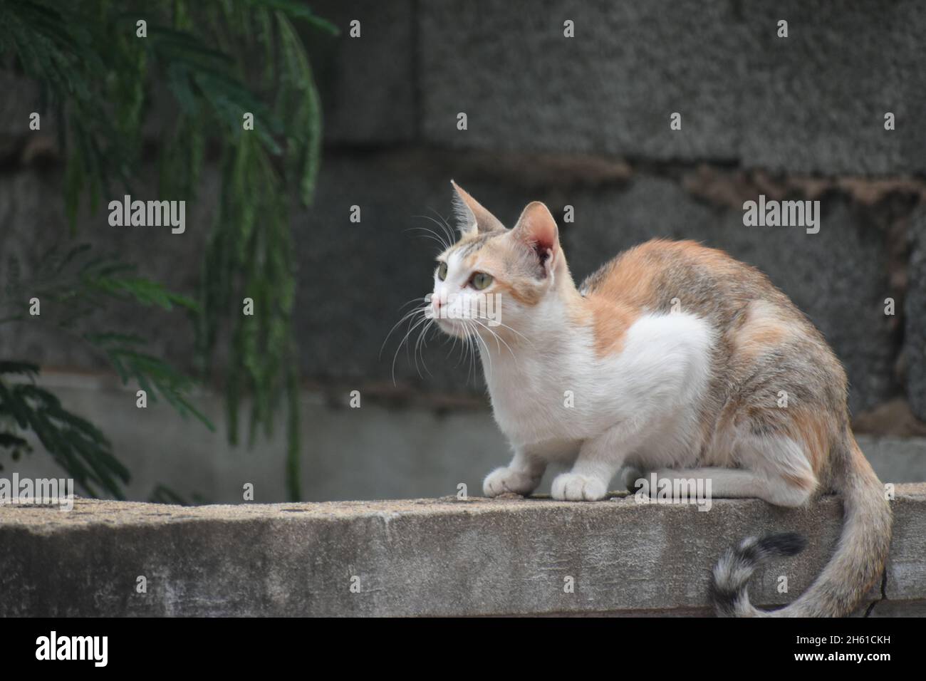 Cute Little Cat Yawning / Purring /Sitting Peacefully Stock Photo - Alamy