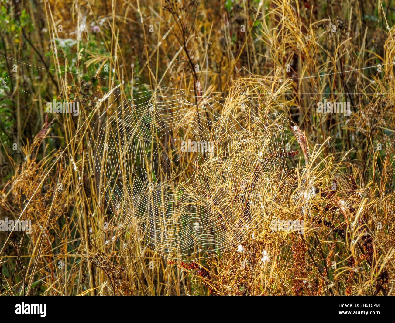 Delicate cobweb hi-res stock photography and images - Alamy