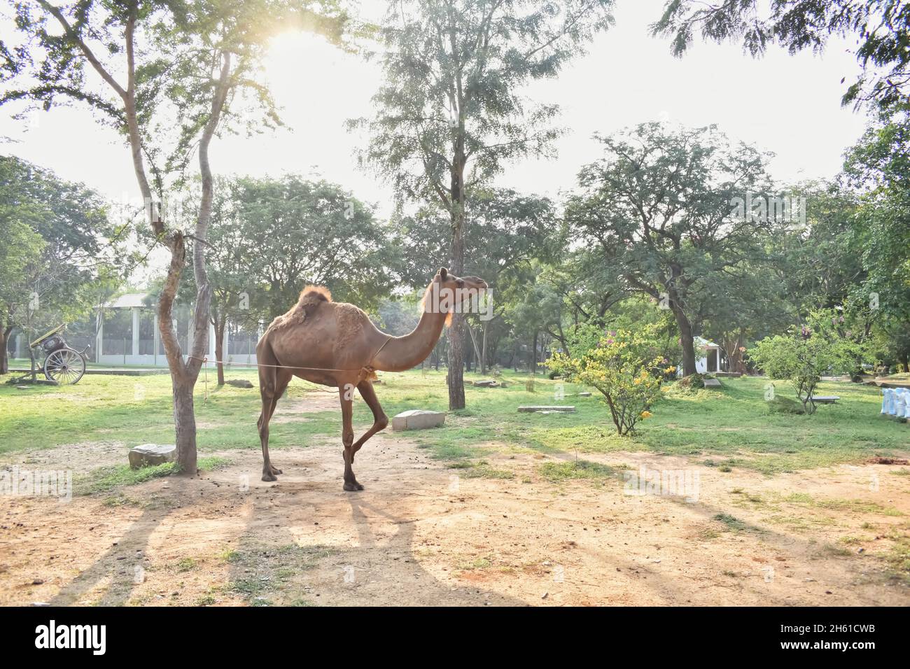Asiatic camel hi-res stock photography and images - Alamy