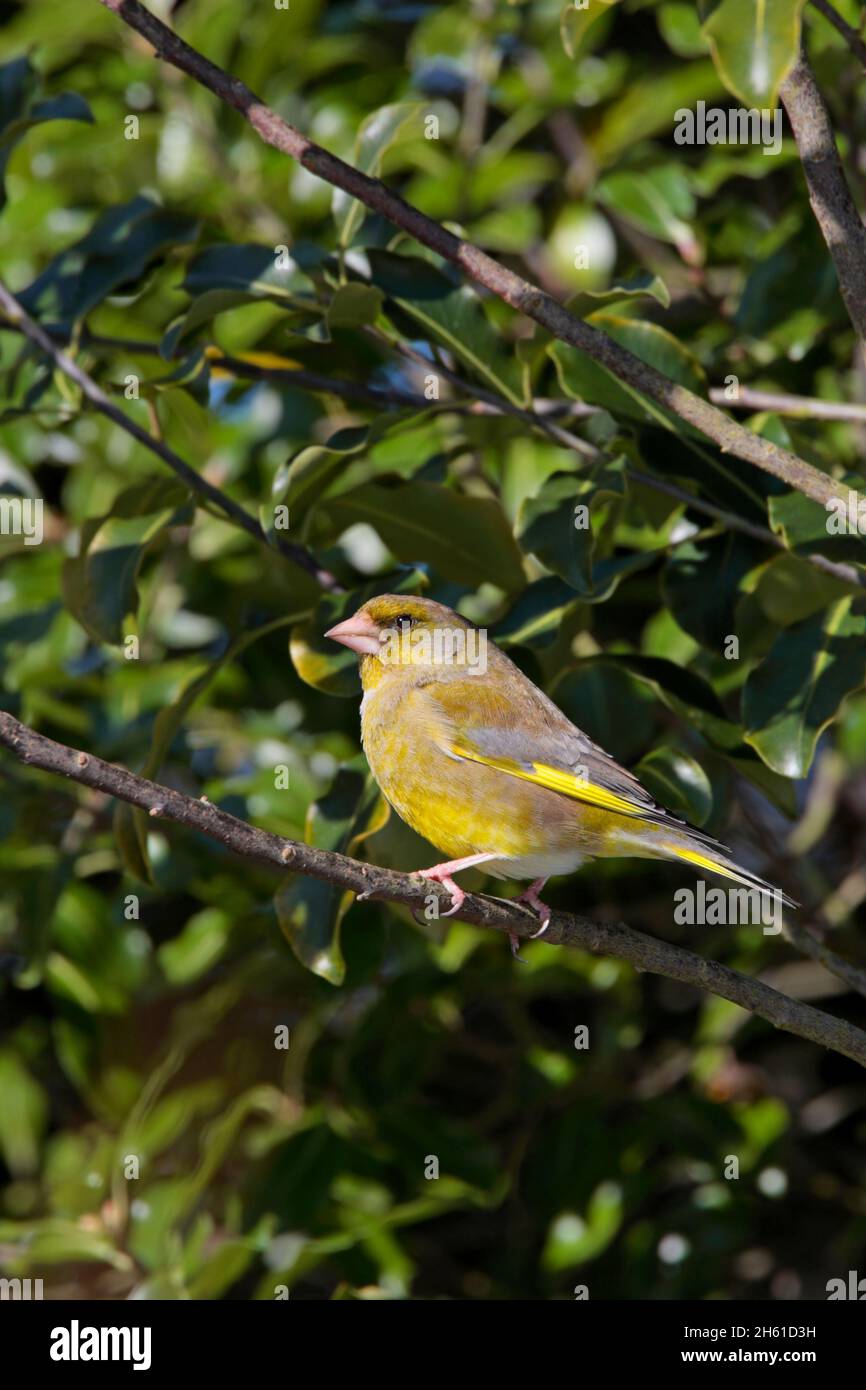 Chloris chloris harrisoni hi-res stock photography and images - Alamy