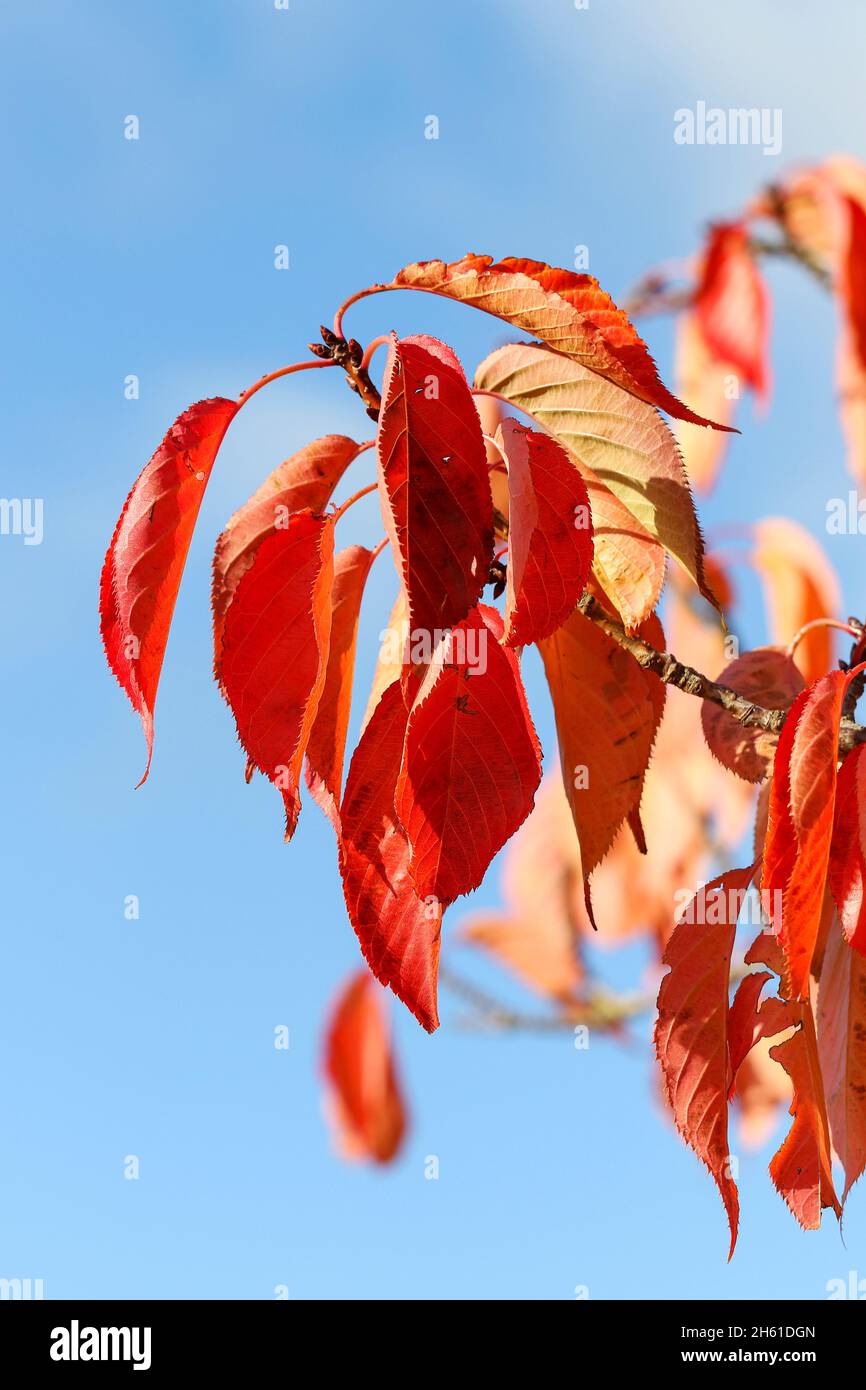 Macro nature red orange Tupelo or Black Gum leaves during Autumn season ...