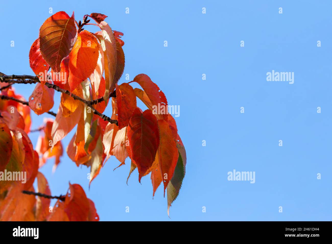 Macro nature red orange Tupelo or Black Gum leaves during Autumn season ...