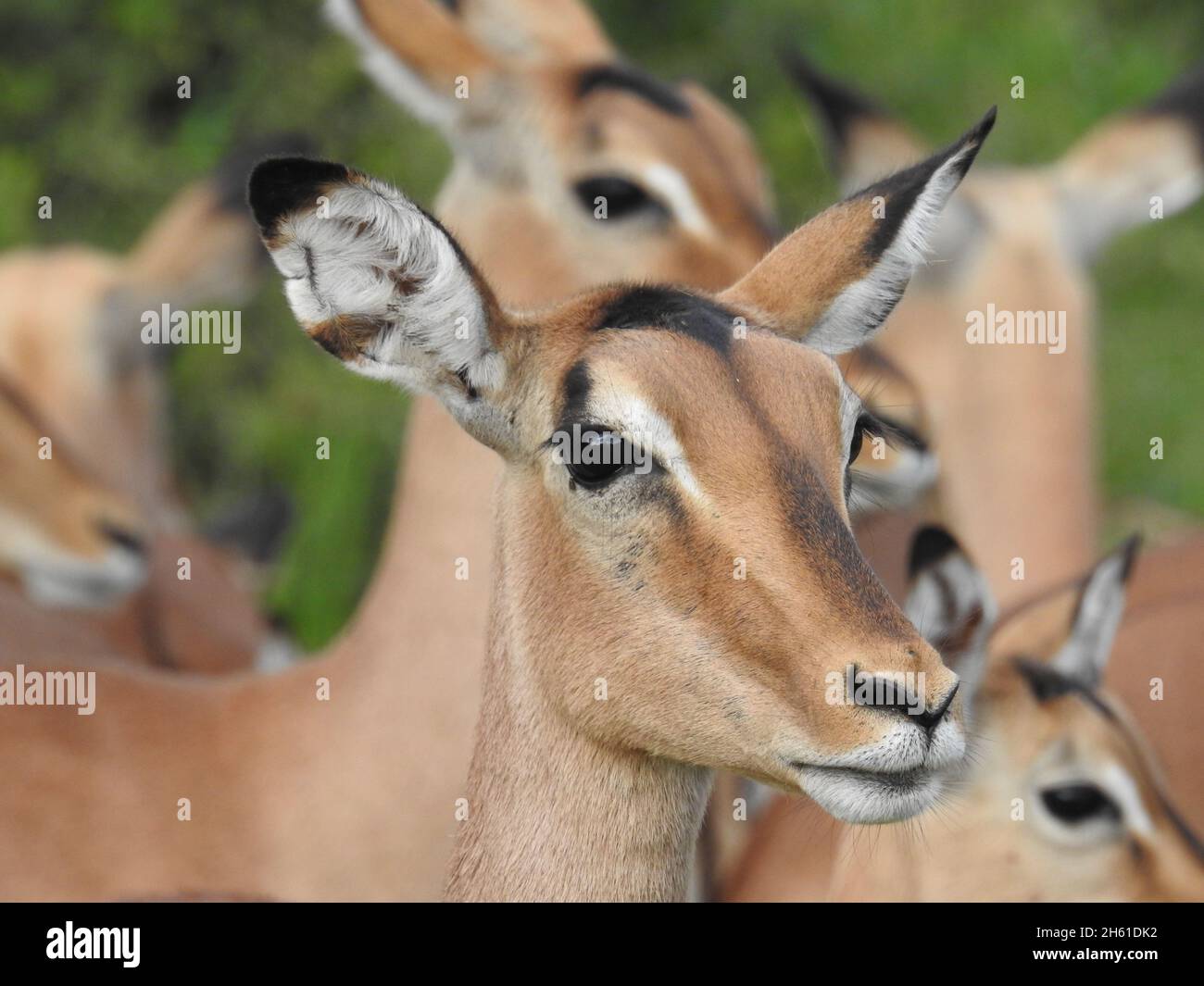 Impalas in Kruger National Park, northeastern South Africa Stock Photo ...