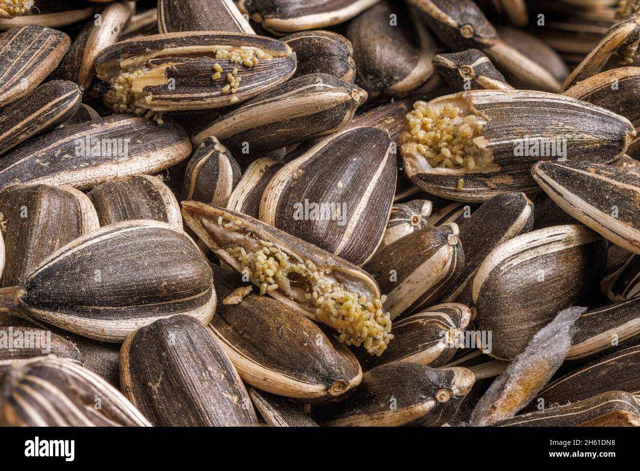 sunflower seeds corrupted with pantry flour moths Stock Photo - Alamy