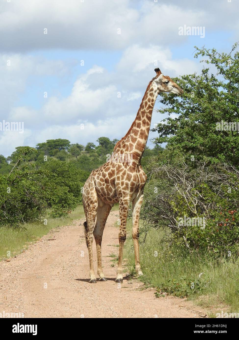 Flipped vertical shot of a giraffe in Kruger National Park ...