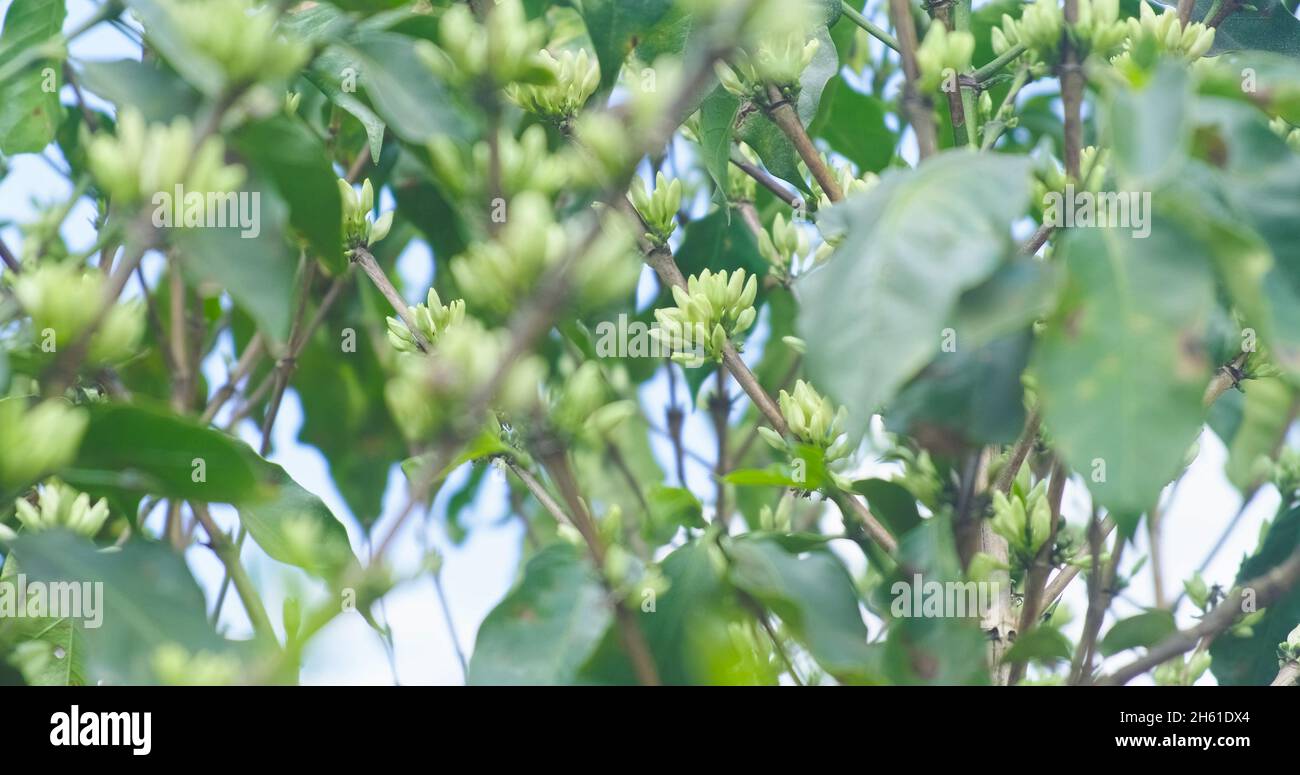 Coffee tree with small flowers. Flower buds. Coffee plants. Brazil ...