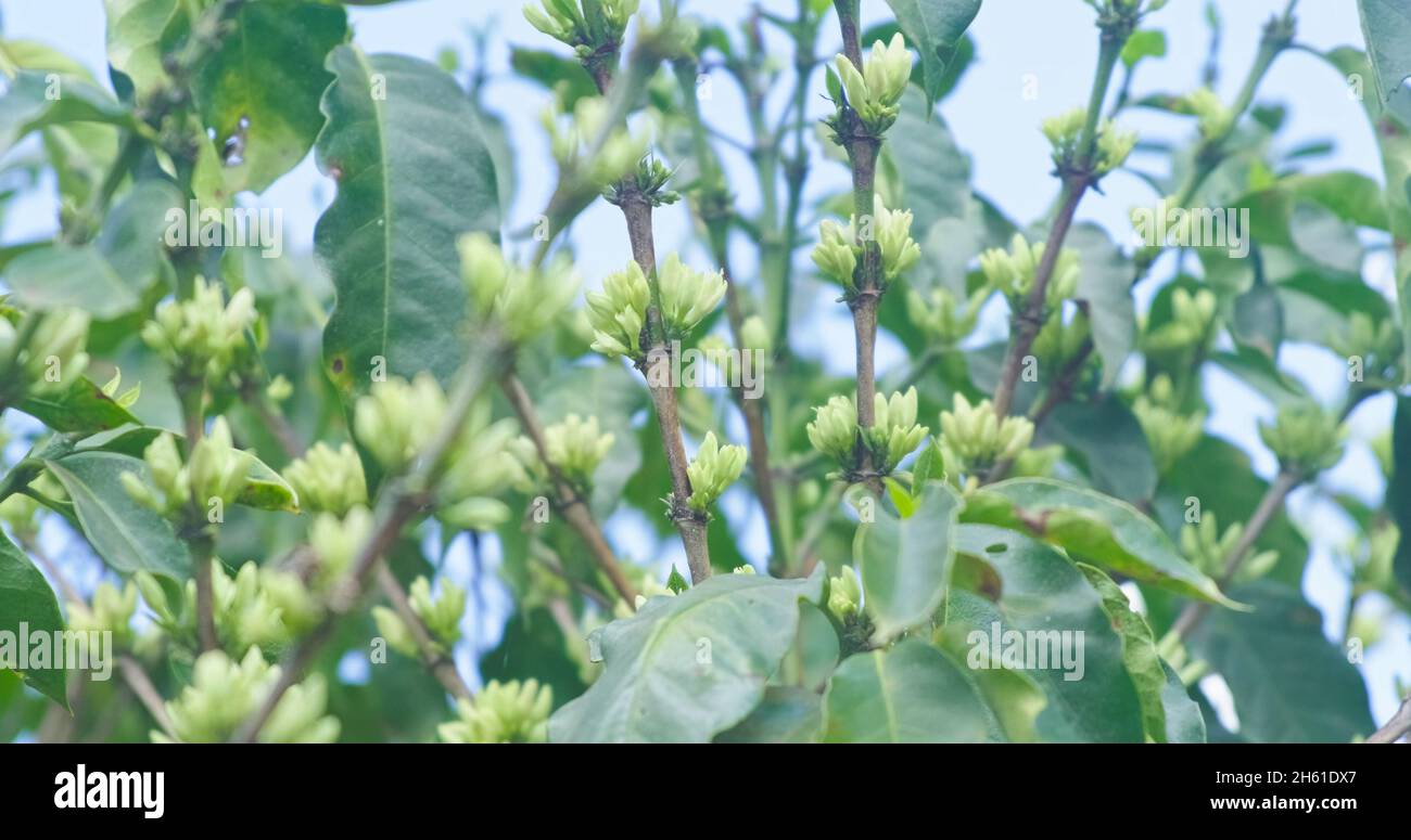 Coffee tree with small flowers. Flower buds. Coffee plants. Brazil ...