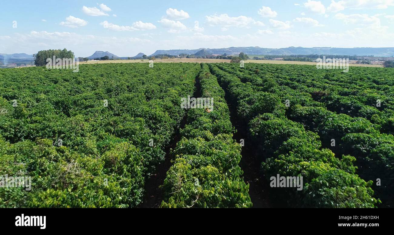 Aerial view of a coffee farm. Coffee plantation. Coffee growing. 4K ...