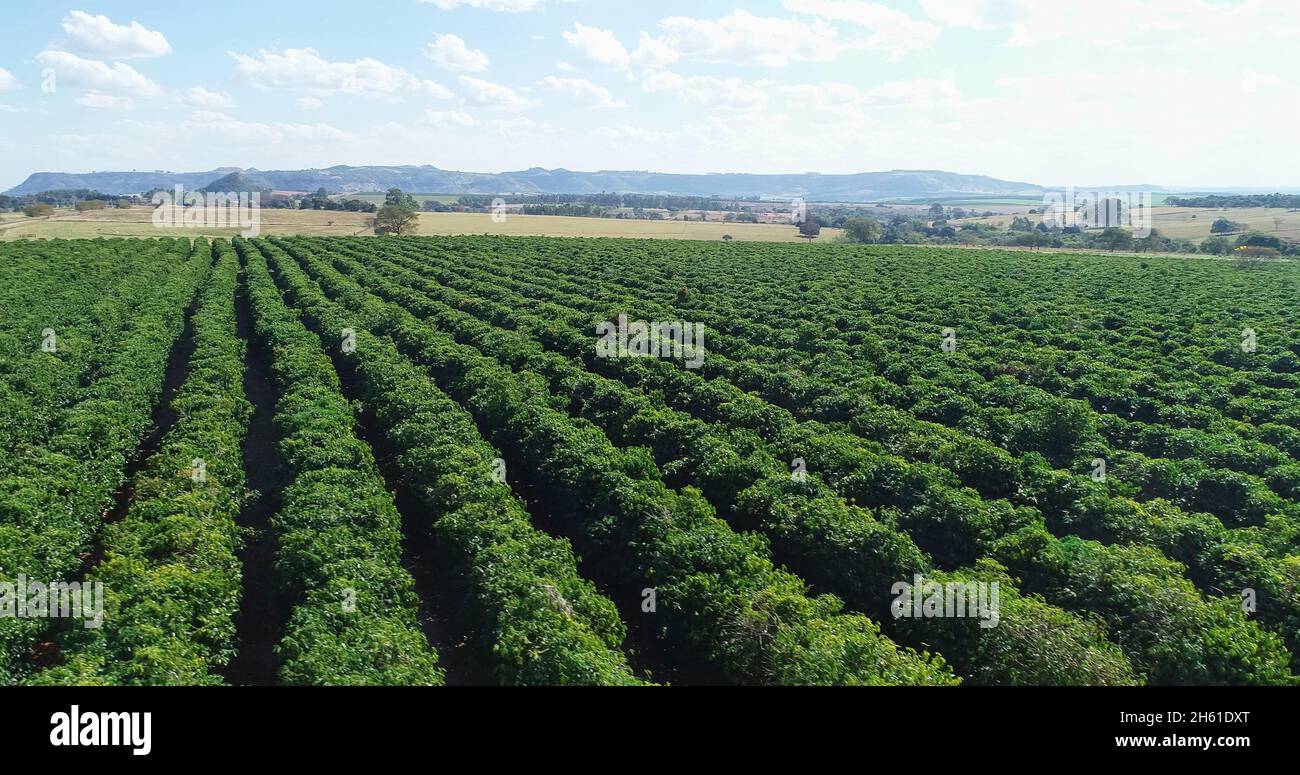 Aerial view of a coffee farm. Coffee plantation. Coffee growing. 4K ...