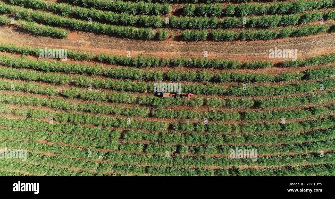 Aerial view of a coffee farm. Coffee plantation viewed from above. Big ...