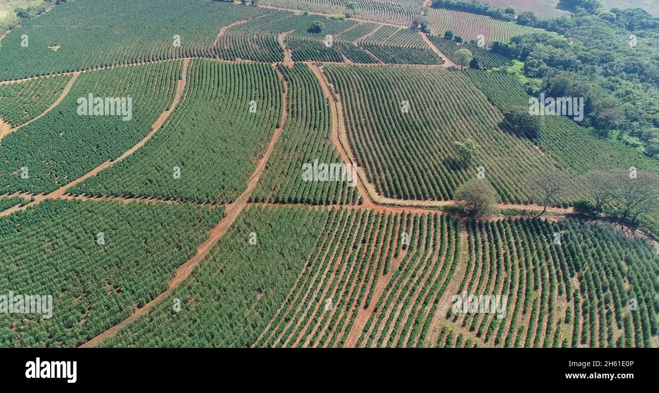Aerial view of a coffee farm. Coffee plantation. Coffee growing. 4K ...