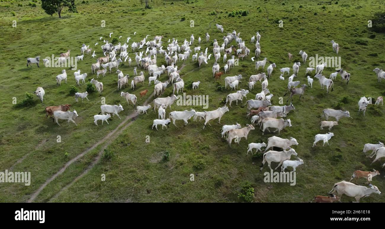 Cattle ranch brazil aerial hi-res stock photography and images - Alamy