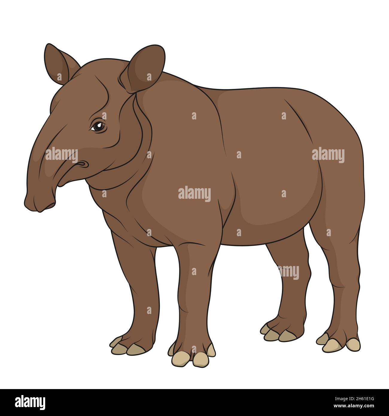 Color illustration of a plain tapir. Isolated vector object on white ...