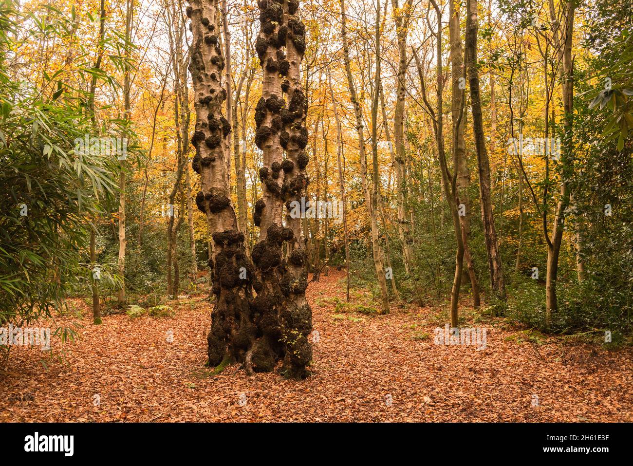 Tree burr hi-res stock photography and images - Alamy