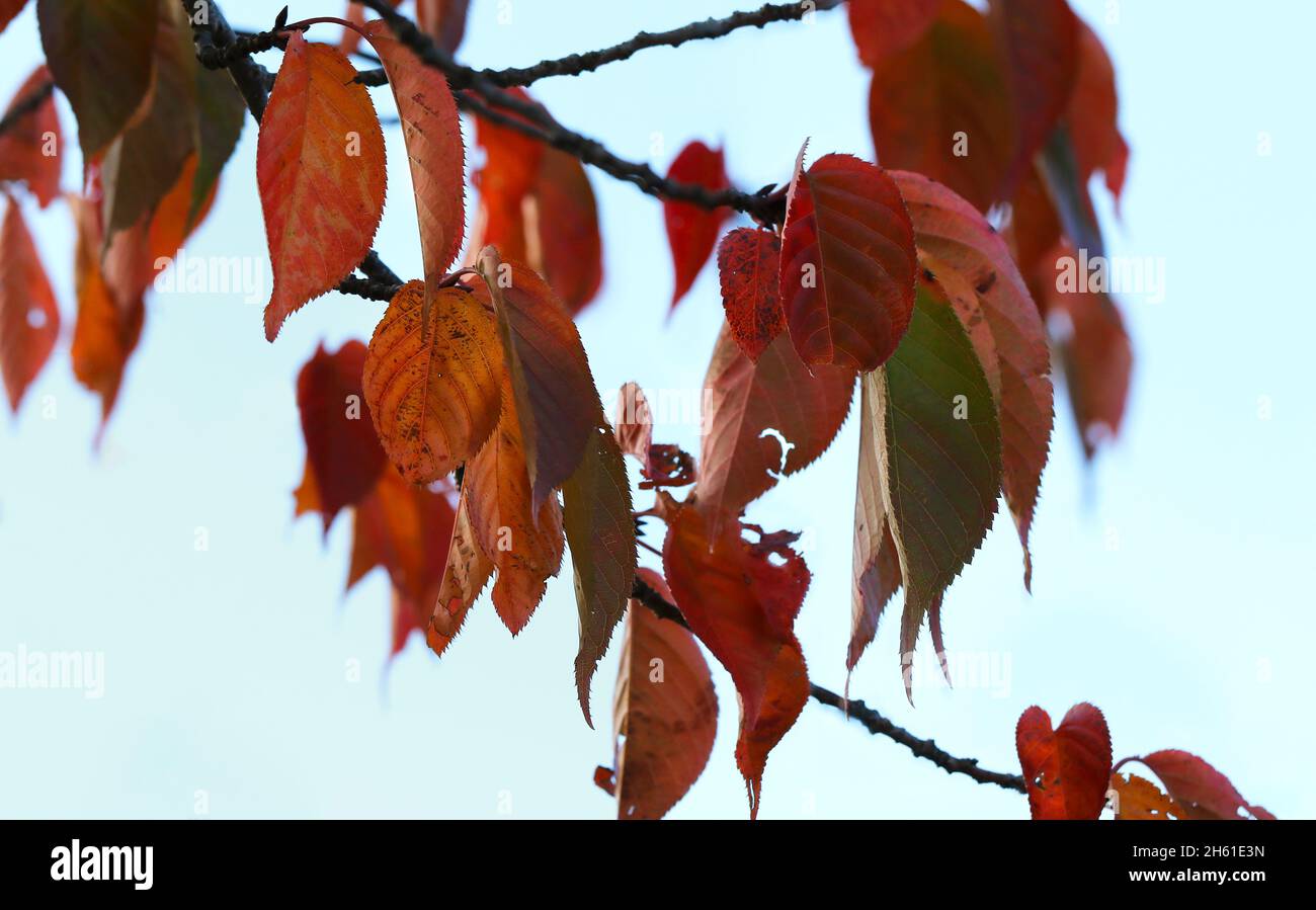 Macro nature red orange Tupelo or Black Gum leaves during Autumn season ...
