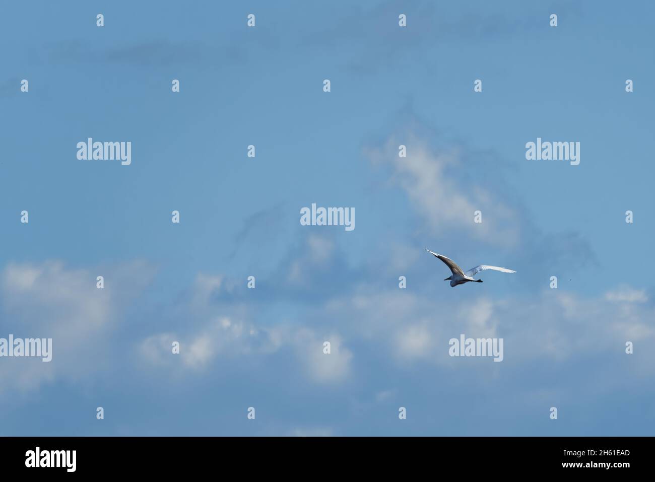 Low angle shot of a bird flying under a bright sky Stock Photo - Alamy