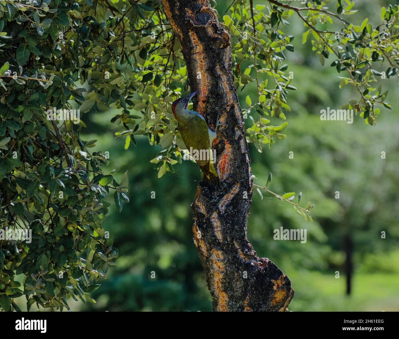 European green woodpecker on a tree trunk pecking into a tree on a ...