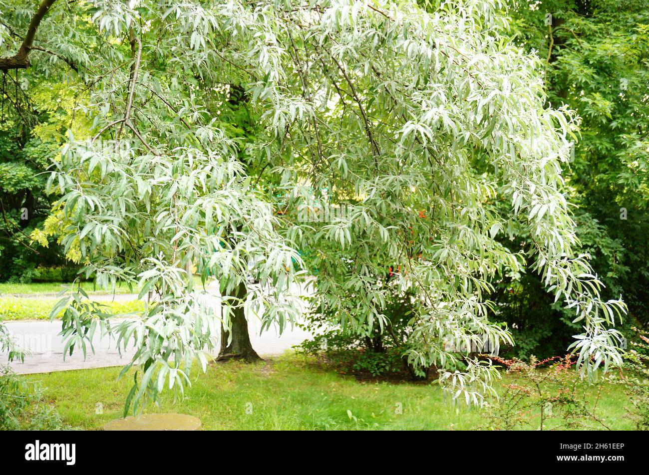 Beautiful boxelder maple tree growing in a park Stock Photo - Alamy