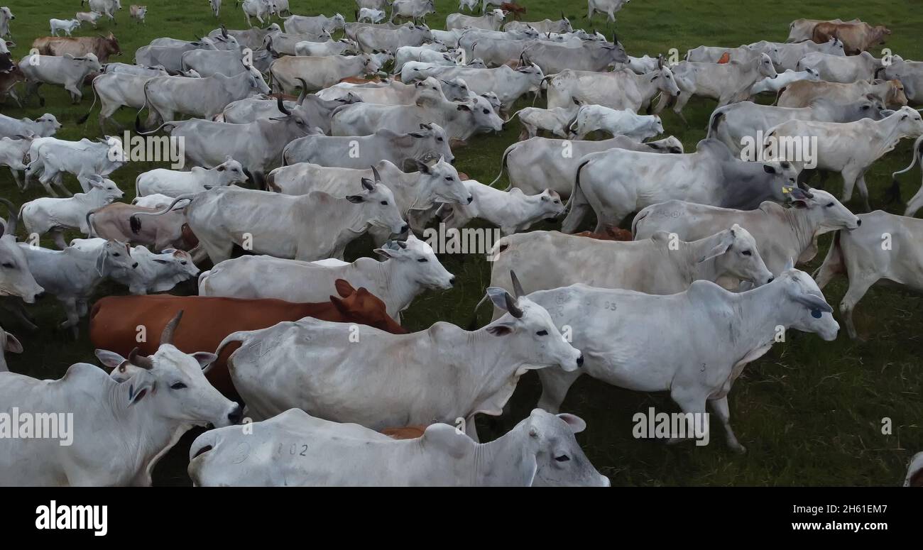 Cattle ranch brazil aerial hi-res stock photography and images - Alamy