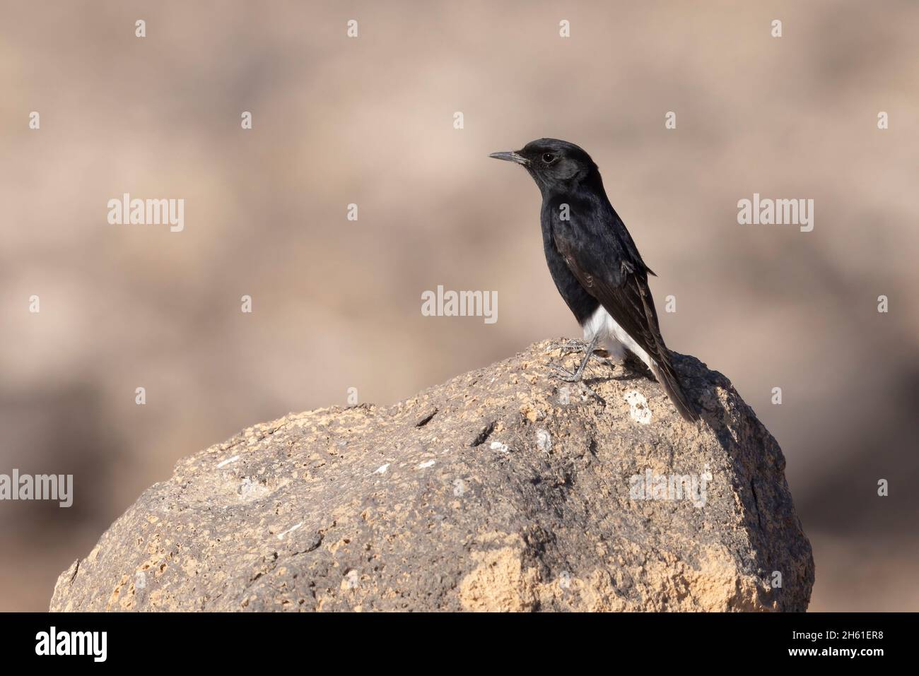 White-crowned Wheateat, Safawi basalt desert, Jordan, October 2021 ...