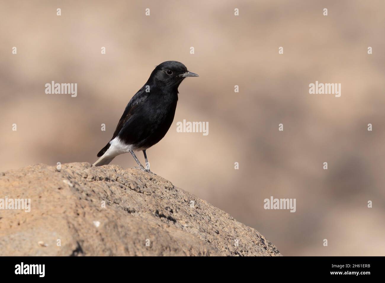White-crowned Wheateat, Safawi basalt desert, Jordan, October 2021 ...