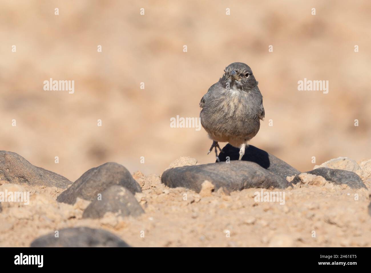 Desert lark, Safawi, Jordan, October 2021 Stock Photo - Alamy