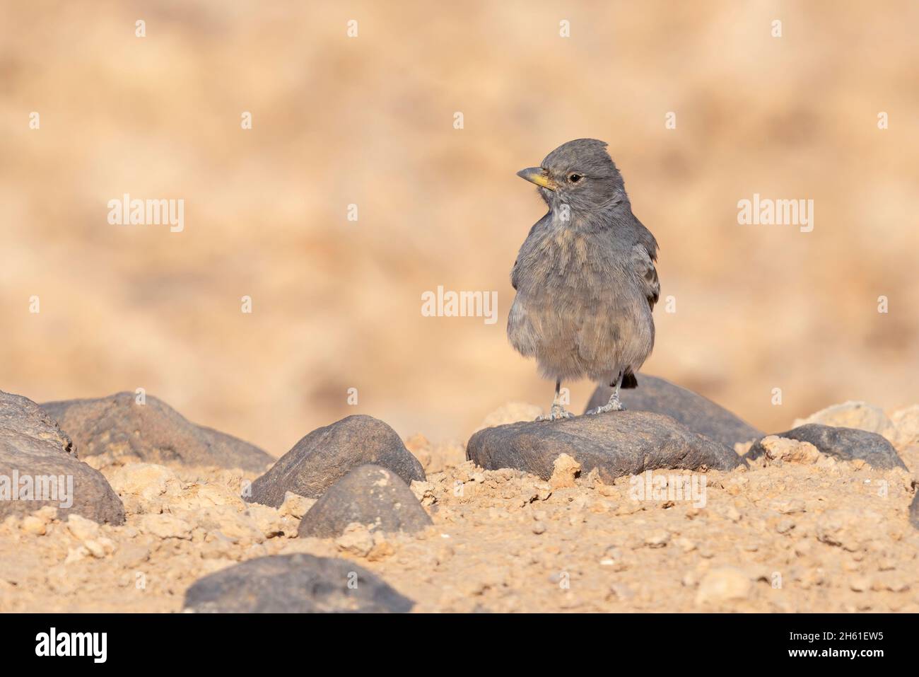 Desert lark, Safawi, Jordan, October 2021 Stock Photo - Alamy