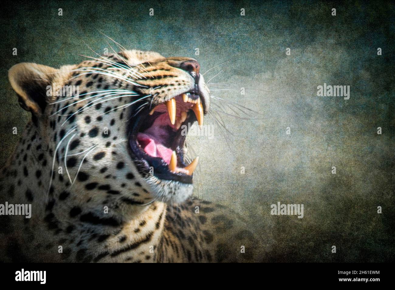 Wildlife Texture Blending Stock Photo - Alamy