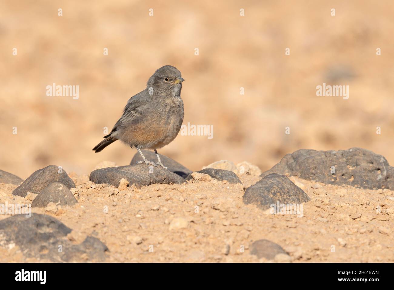 Desert lark, Safawi, Jordan, October 2021 Stock Photo - Alamy
