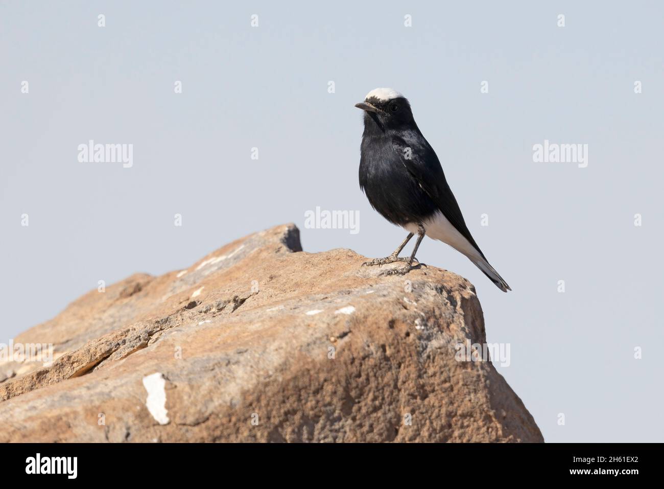 White-crowned Wheatear, Safawi basalt desert, Jordan, October 2021 ...