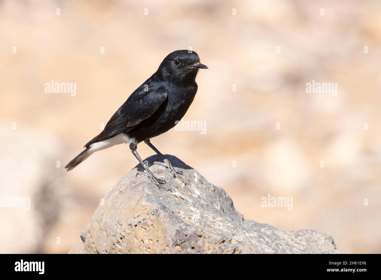 Basalt wheatear hi-res stock photography and images - Alamy
