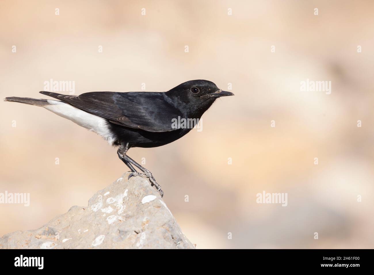 White-crowned Wheateat, Safawi basalt desert, Jordan, October 2021 ...