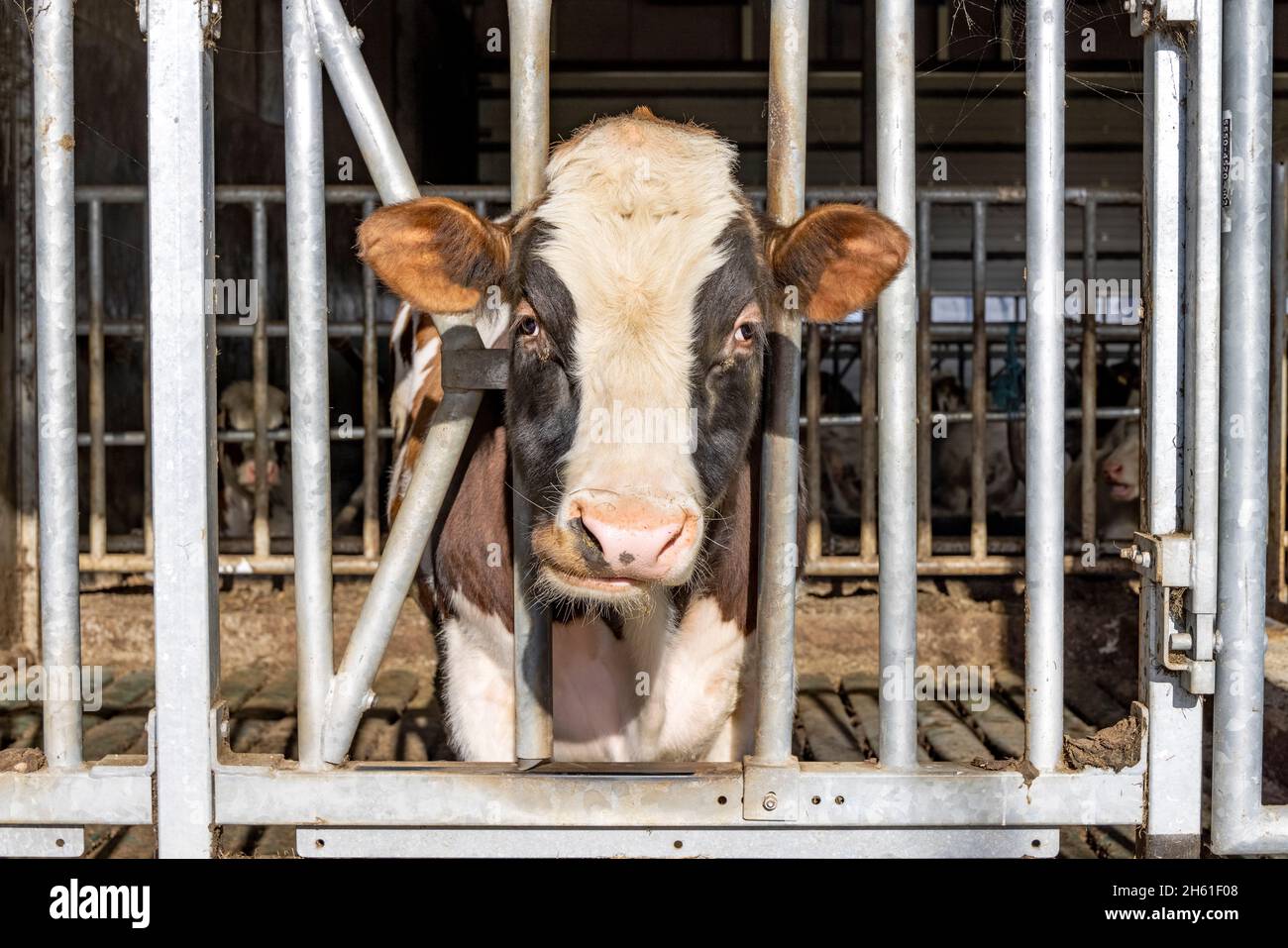 Bull in stable, grumpy Montbeliarde head, handsome guy with pink nose ...