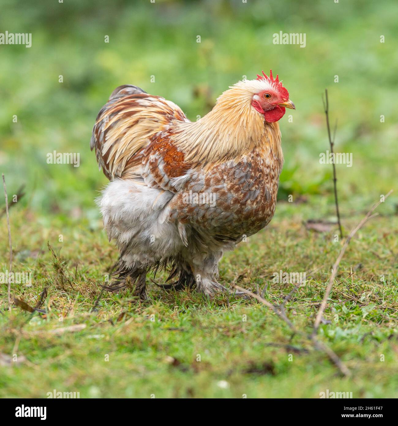 Blue Millefluer pekin bantam Stock Photo - Alamy